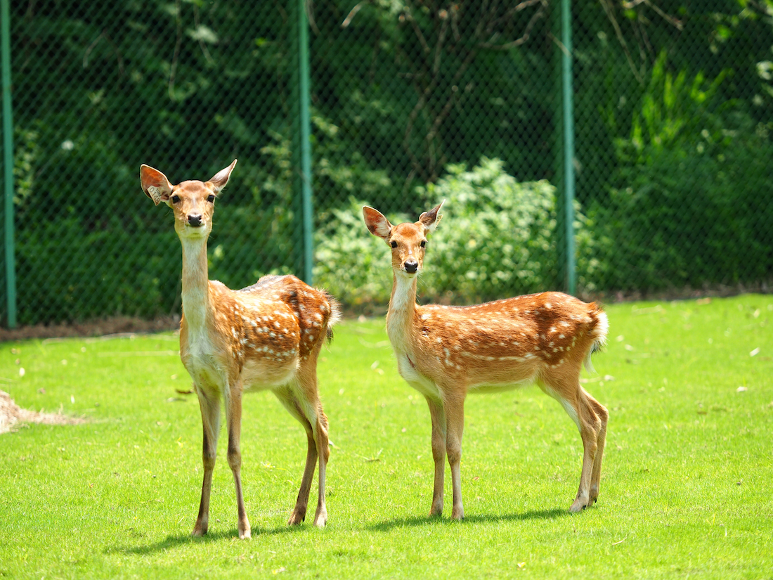 Chiayi | The Legend of Deer Racing Sika Deer Park Feeding. Archery. DIY ...