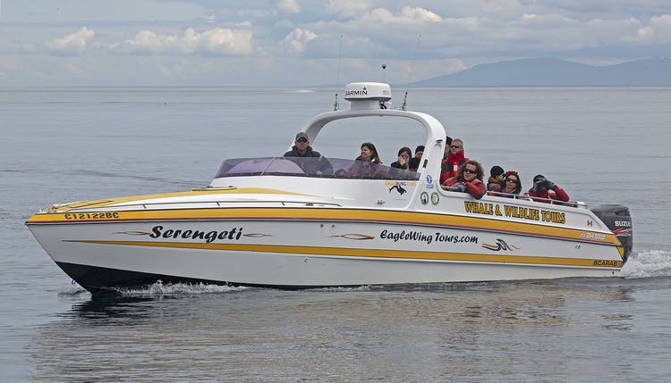 Luxury whale watching day tour - KKday