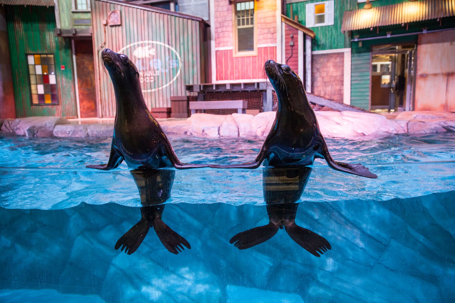 Georgia Aquarium Ticket Atlanta KKday