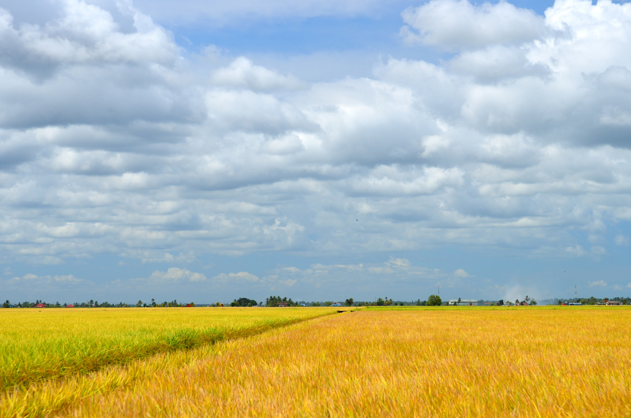 Sekinchan Rice Paddy Fields and Fishing Village Countryside Tour from ...