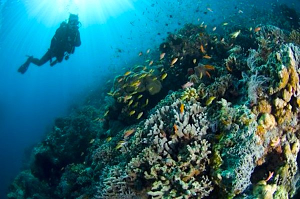 Scuba Diving at Sipadan | Sabah - KKday