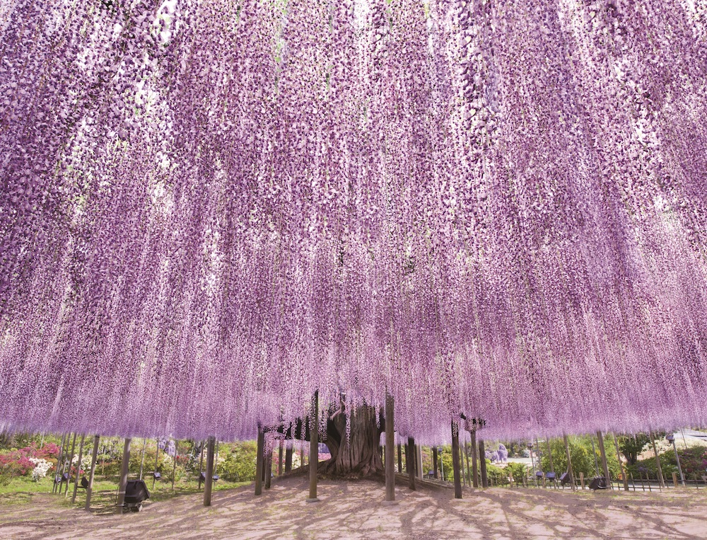 Ashikaga Flower Park - Garden of Illuminated Flowers Admission Ticket ...