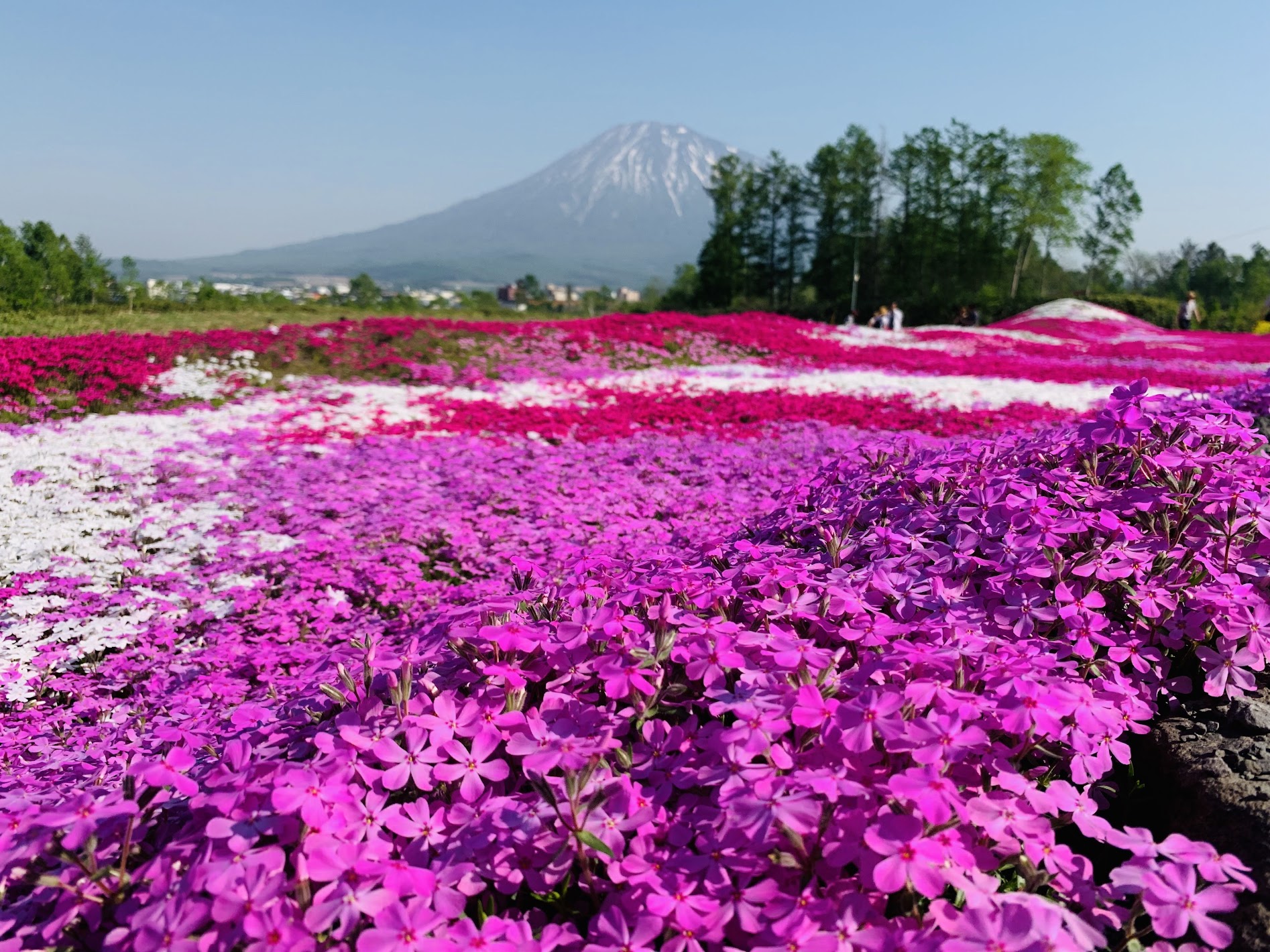[Spring Only] Hokkaido Shiba-Sakura (Shibazakura) & Tulip 2 major ...