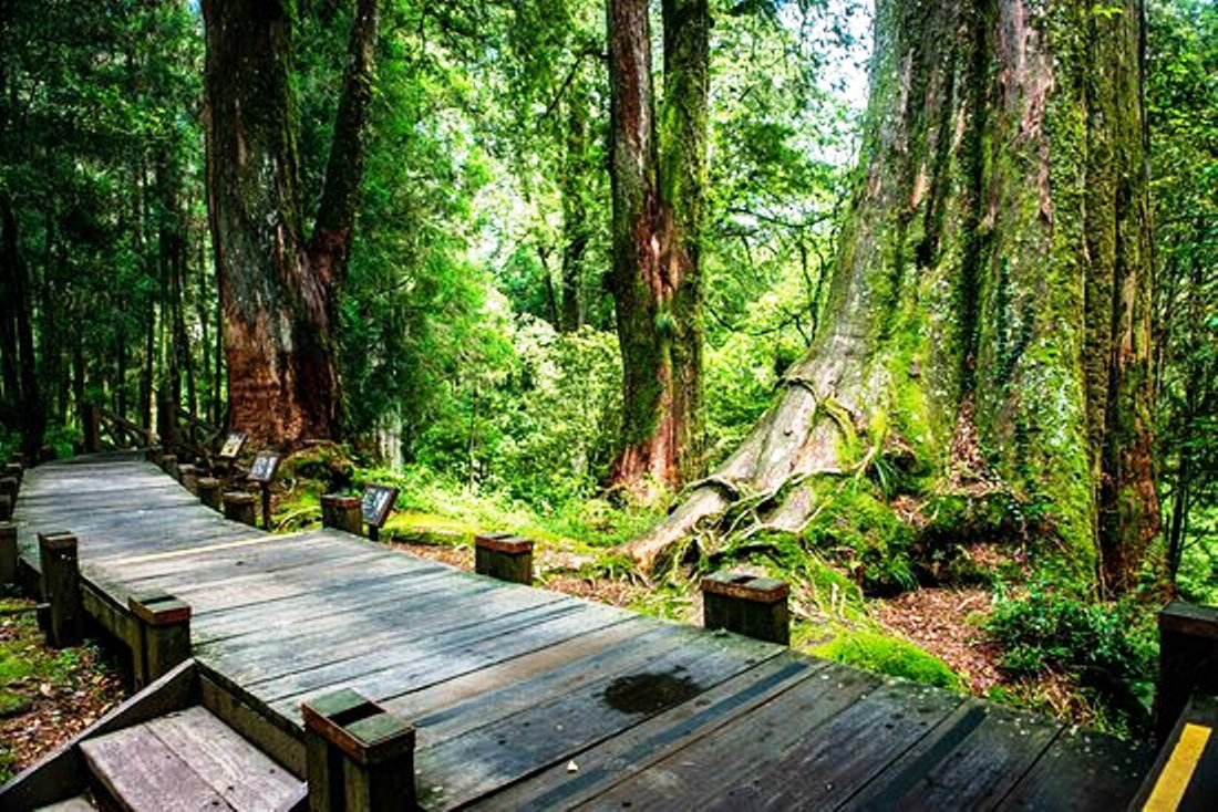 Departure from Alishan and Tataga | Round-trip Taoyuan, Taipei, New ...