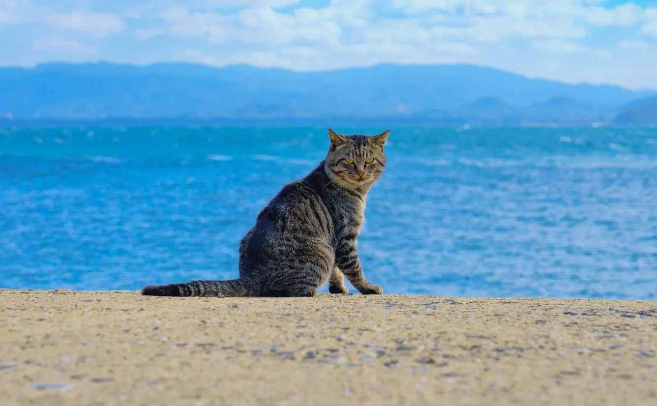 One-day trip to Cat Island 🐈 A paradise for cat lovers. There are ...