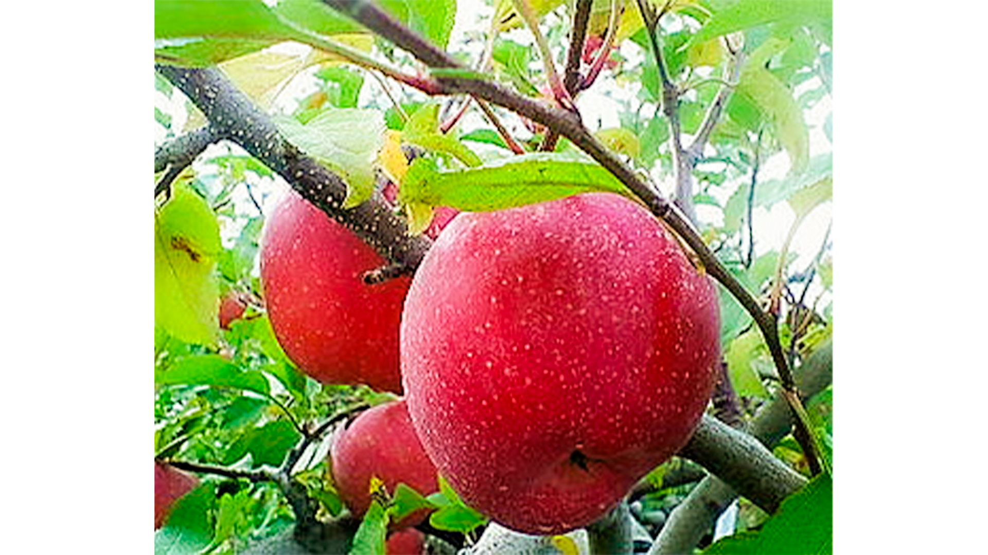 Nakagomi Farm Apple picking reservation 60 minutes all-you-can-eat + 3 ...
