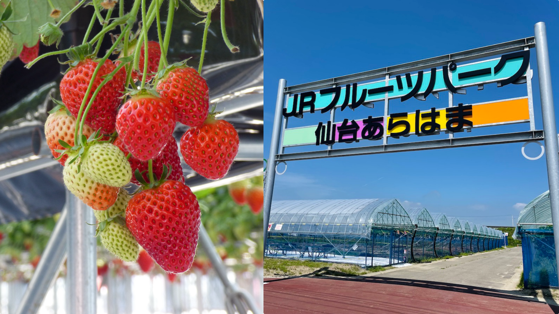 Sendai｜JR Fruit Park Sendai Arahama｜Fruit picking and fresh vegetable ...