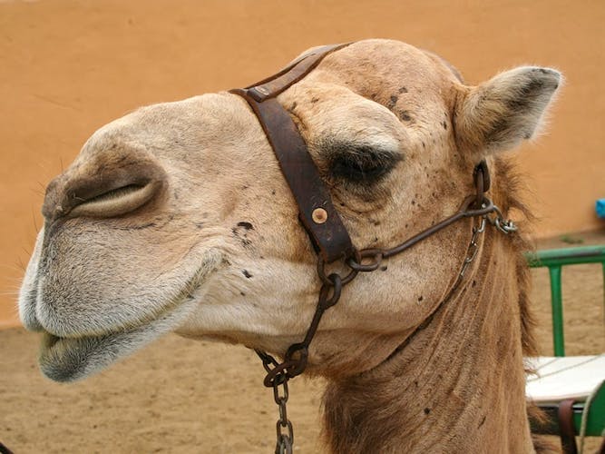Maspalomas Camel Tour - KKday