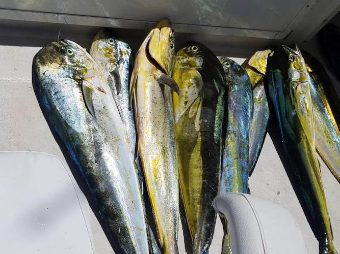 ล่องเรือตกปลาสปอร์ต Mahi Mahi - KKday