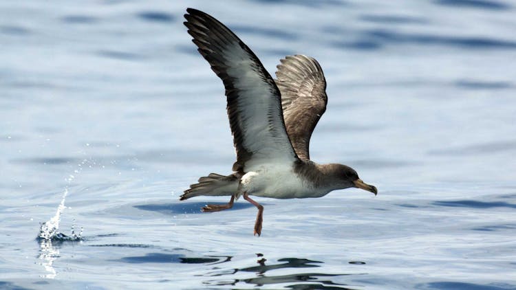 3-hour marine birdwatching expedition from Vila Franca do Campo - KKday