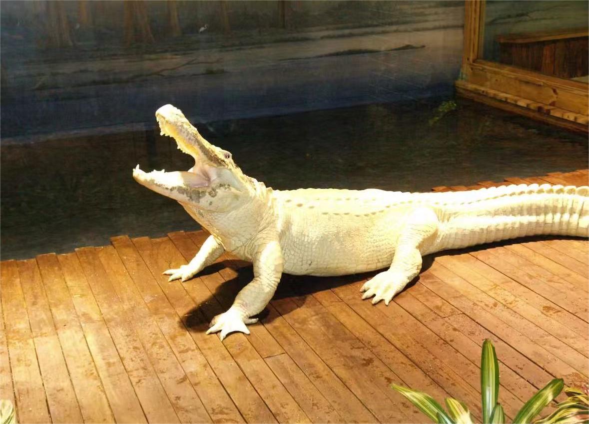 GATORLAND Orlando Gatorland Tickets - KKday