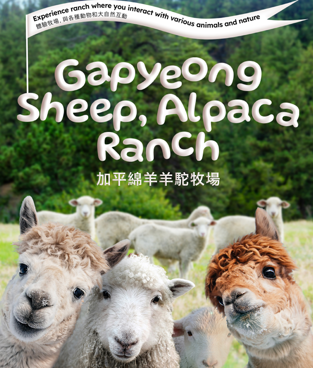 Sheep Ranch Ticket (Alpaca, Sheep, Meerkat, Rabbit) Gapyeong, Gyeonggi ...