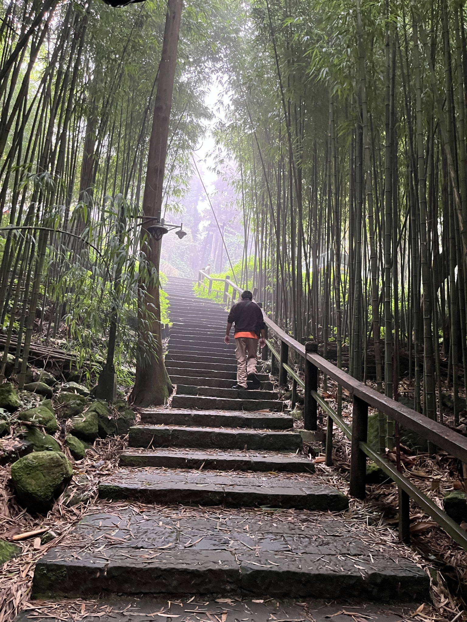 Alishan Forest Railway Day Tour From Taichung – PWPK