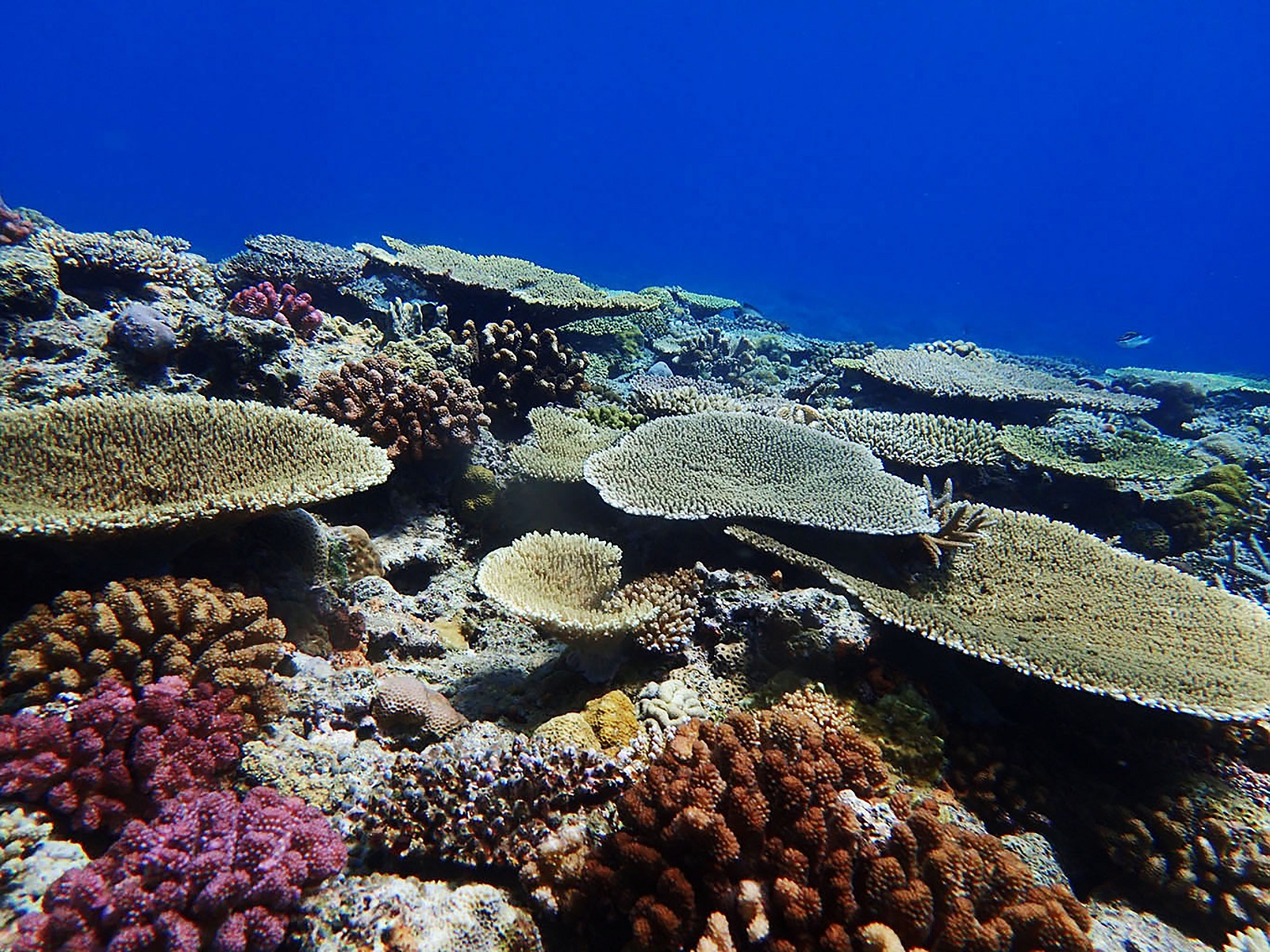 Dream Reef Snorkeling / Diving Experience (Full Chinese Service) | Pick ...
