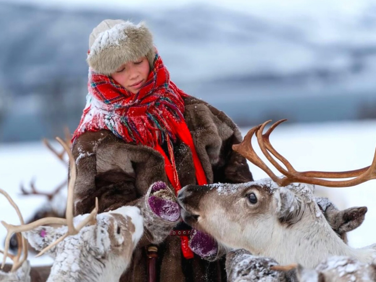 USA | Fairbanks, Alaska and reindeer walking experience half day tour ...