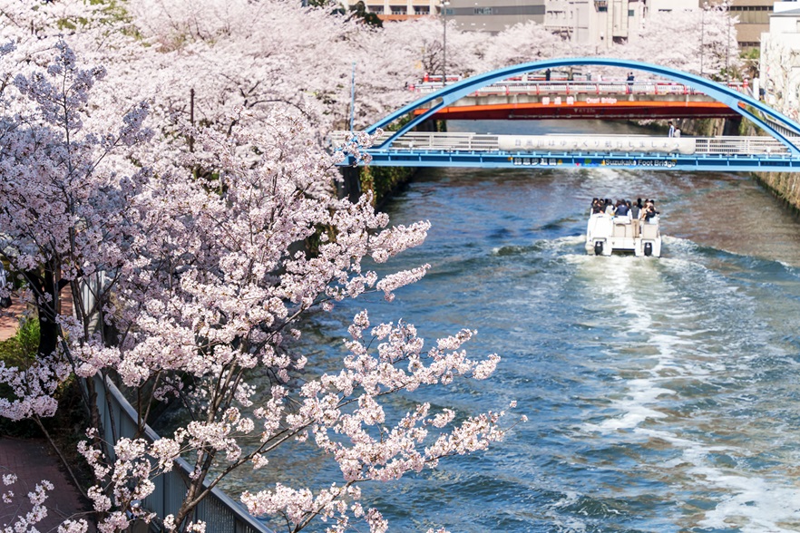 Tokyo Cherry Blossom Day Tour | Meguro River Sakura Cruise & Sakura ...