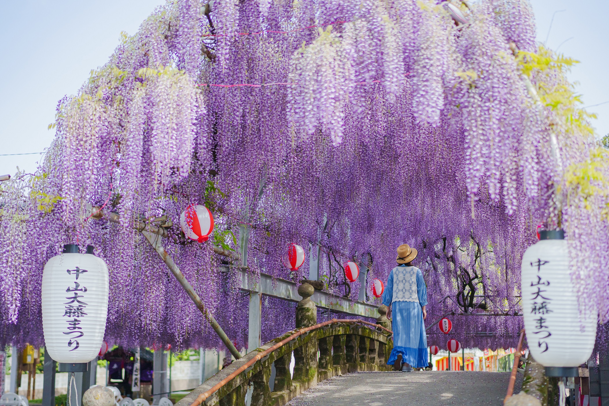 A tour of two wisteria trees in Fukuoka: the 600-year-old "Kuroki ...