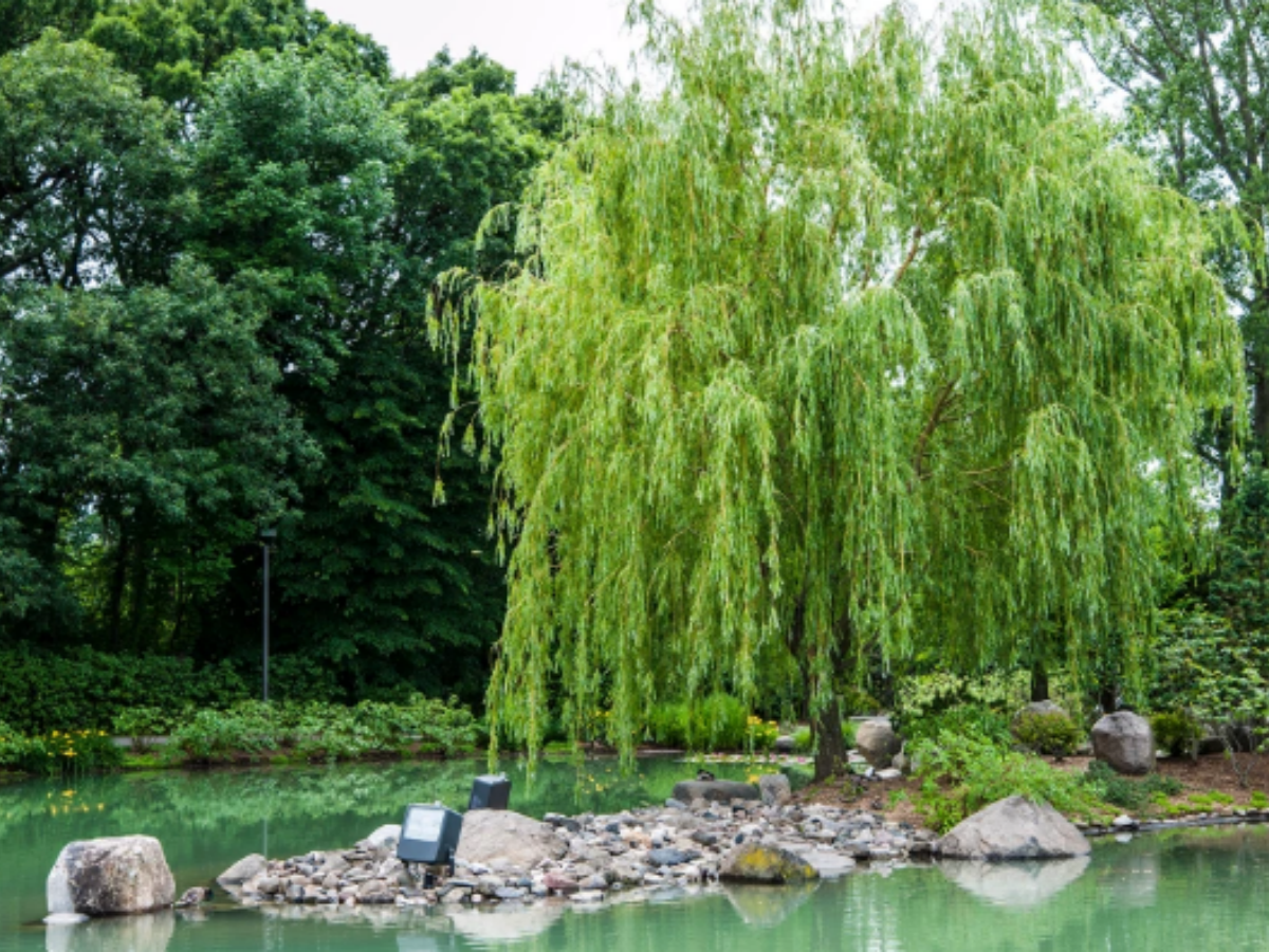 1-Day Tour from Chicago to Lake Geneva + Anderson Japanese Gardens - KKday