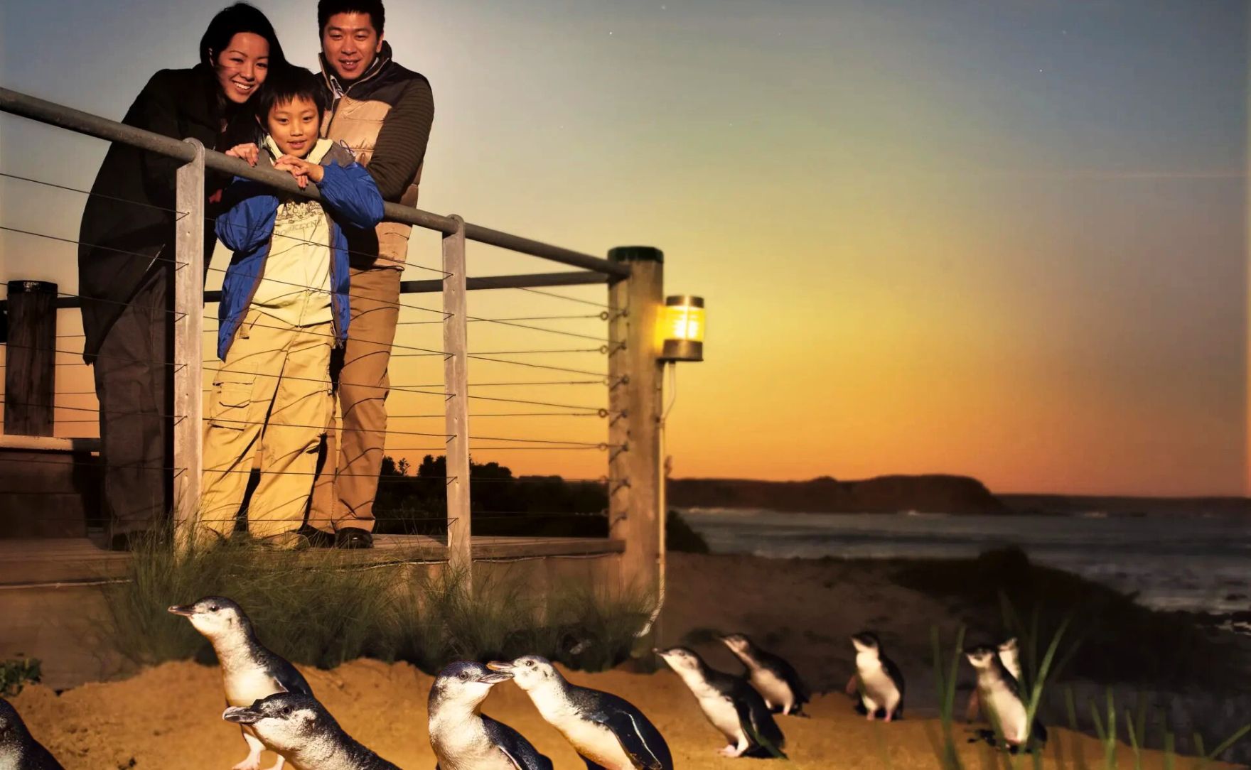 [Eco Tour] Phillip Island Penguin Parade Express Tour | Victoria - KKday