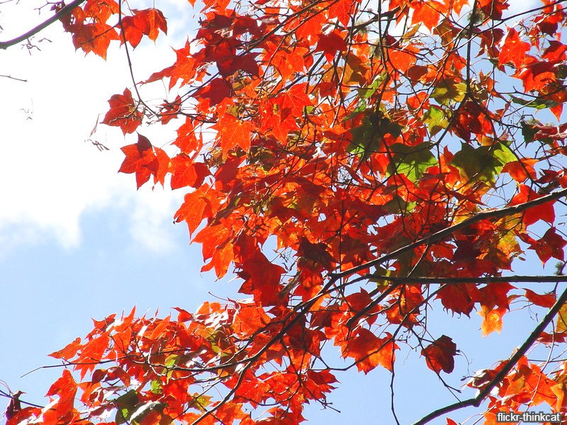 [2023 Maple Leaf Season] Alishan 1-Day Tour: Sunset View & Fenqihu Old ...