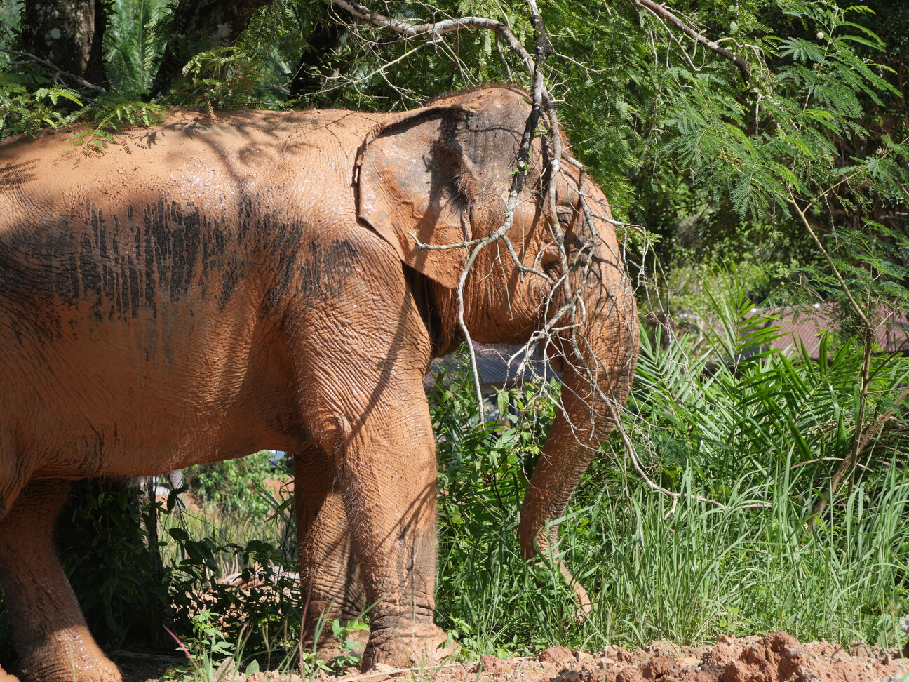 Mini Moments Elephant Observation by Krabi Roaming Elephant Sanctuary ...