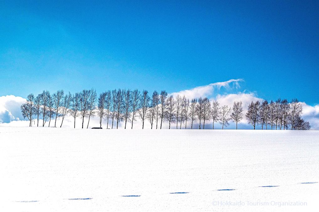 【日本旅遊】【北海道同樂會】白金青池點燈、札幌白色燈節、三大蟹溫泉香、兩晚星野渡假村五日 - KKday