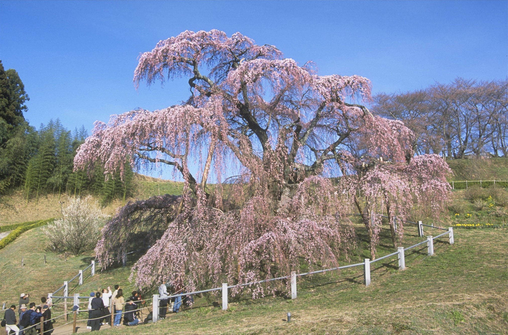 Visit famous cherry blossom spots in Fukushima: Hanamiyama, Kassenba ...