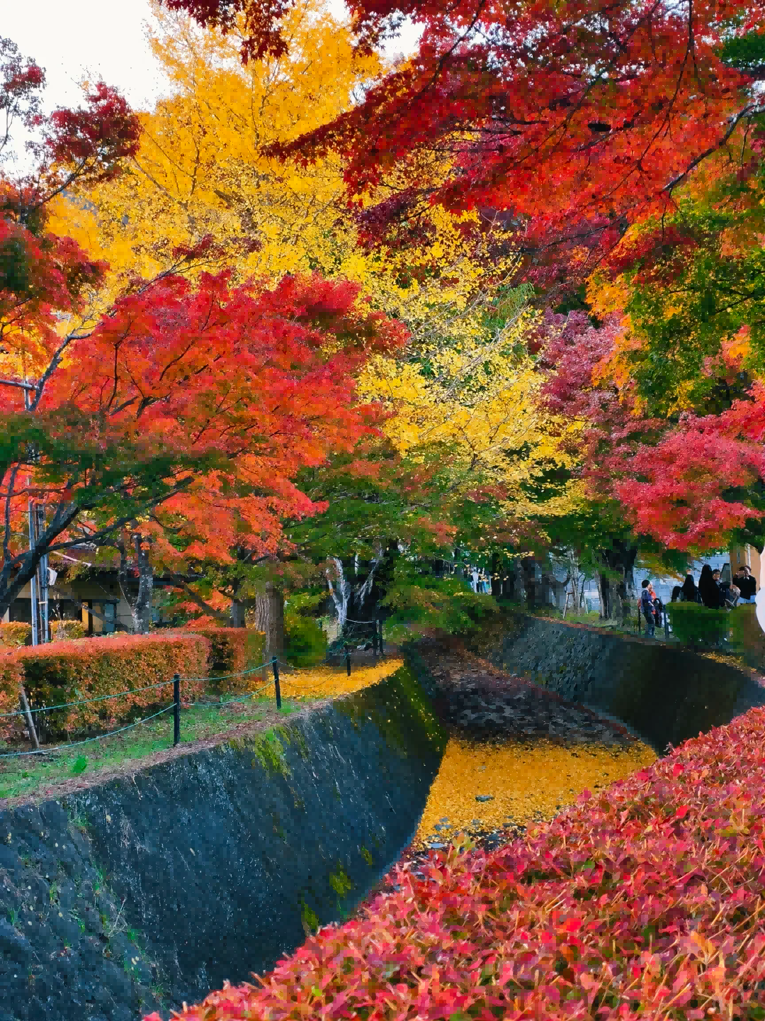 [Japan] Go! 6-Day Limited-Time Autumn Leaves Tour | Direct Flights from ...