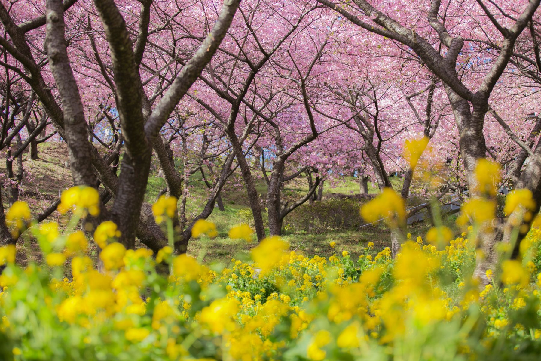 [Izu & Hakone Early Spring Limited Flower Fields] Kawazu Cherry ...