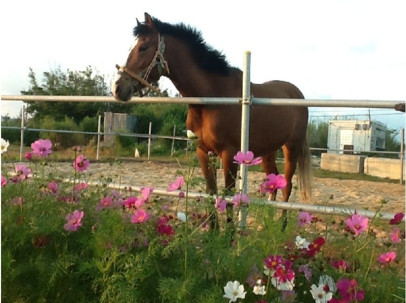 [Okinawa, Kunigami] Play with horses and other animals! Kids' ranch ...