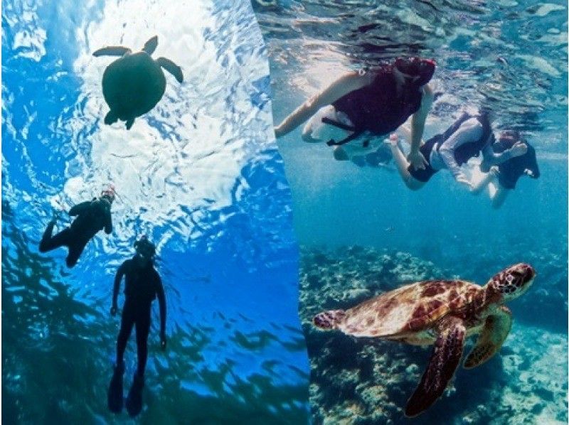 Affordable tour [99% chance of encountering sea turtles] 1.5 hours ...