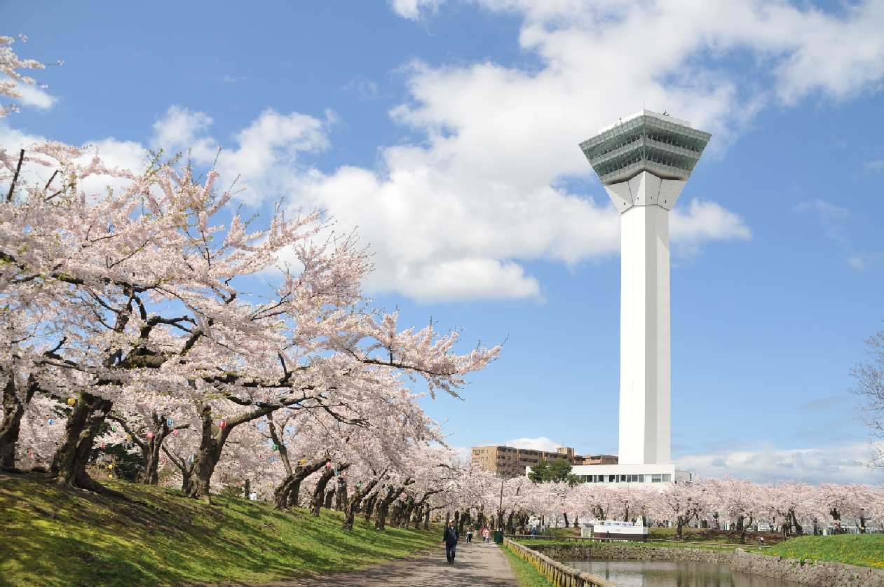 Tour with a guide! Two of Japan's 100 famous castles with cherry ...