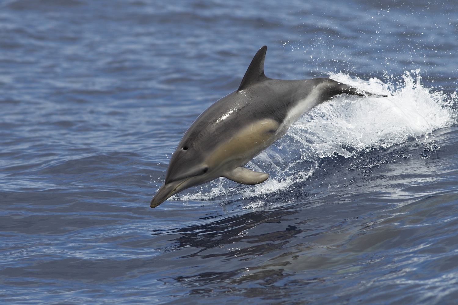 Bohol Dolphin Watching and Island Hopping Tour: Pamilacan Island ...