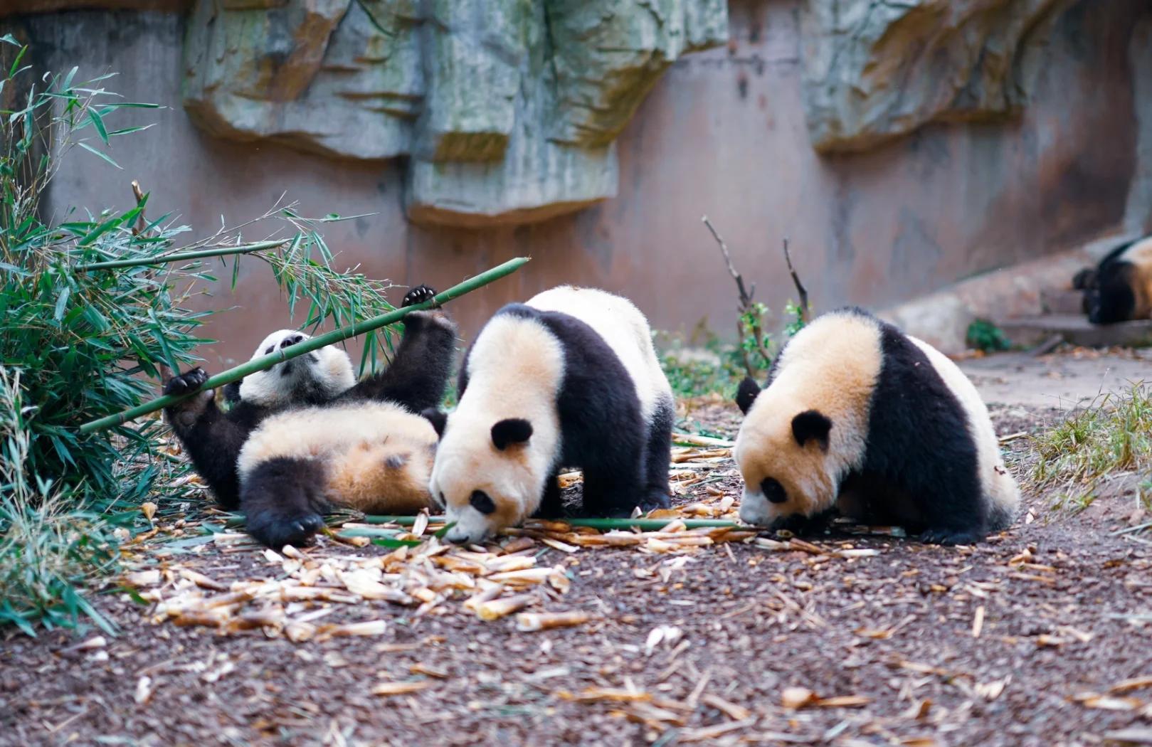 Chengdu Panda Research Base + Leshan Giant Buddha One-Day Tour by ...