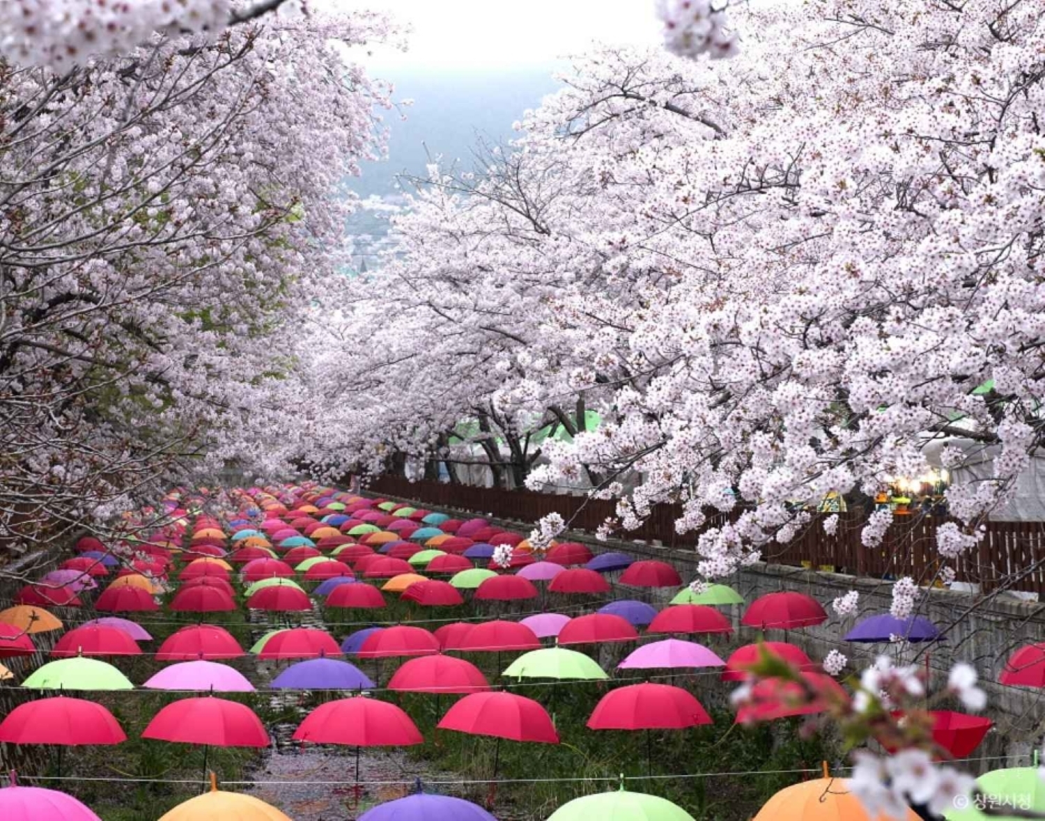 Jinhae Cherry Blossom Festival Tour: Make Moments Your Future Self Will ...