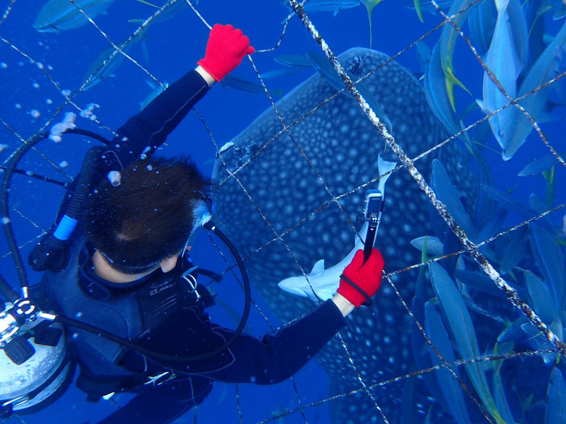 Snorkeling & Diving with Whale Sharks in Okinawa | Japan - KKday