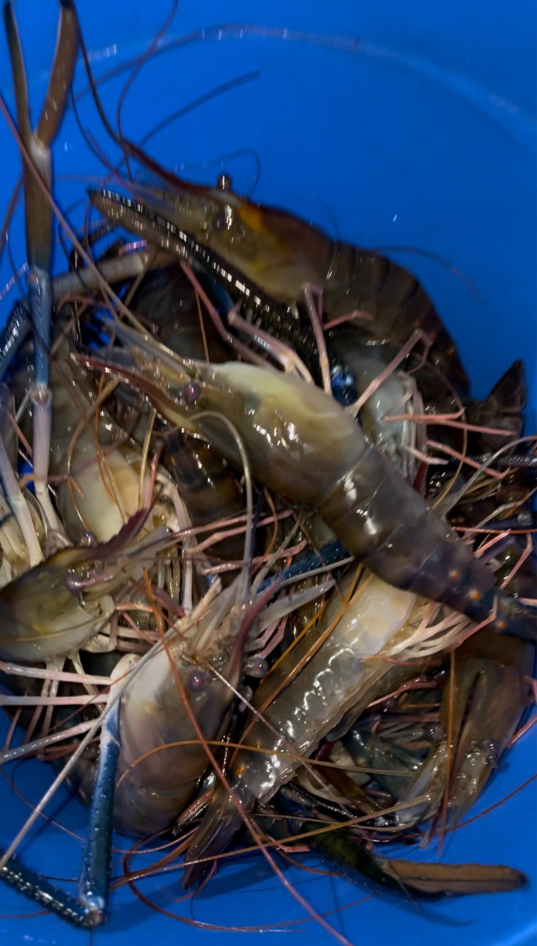 HABO Indoor Shrimp Fishing Farm Experience in San Po Kong | Hong Kong ...